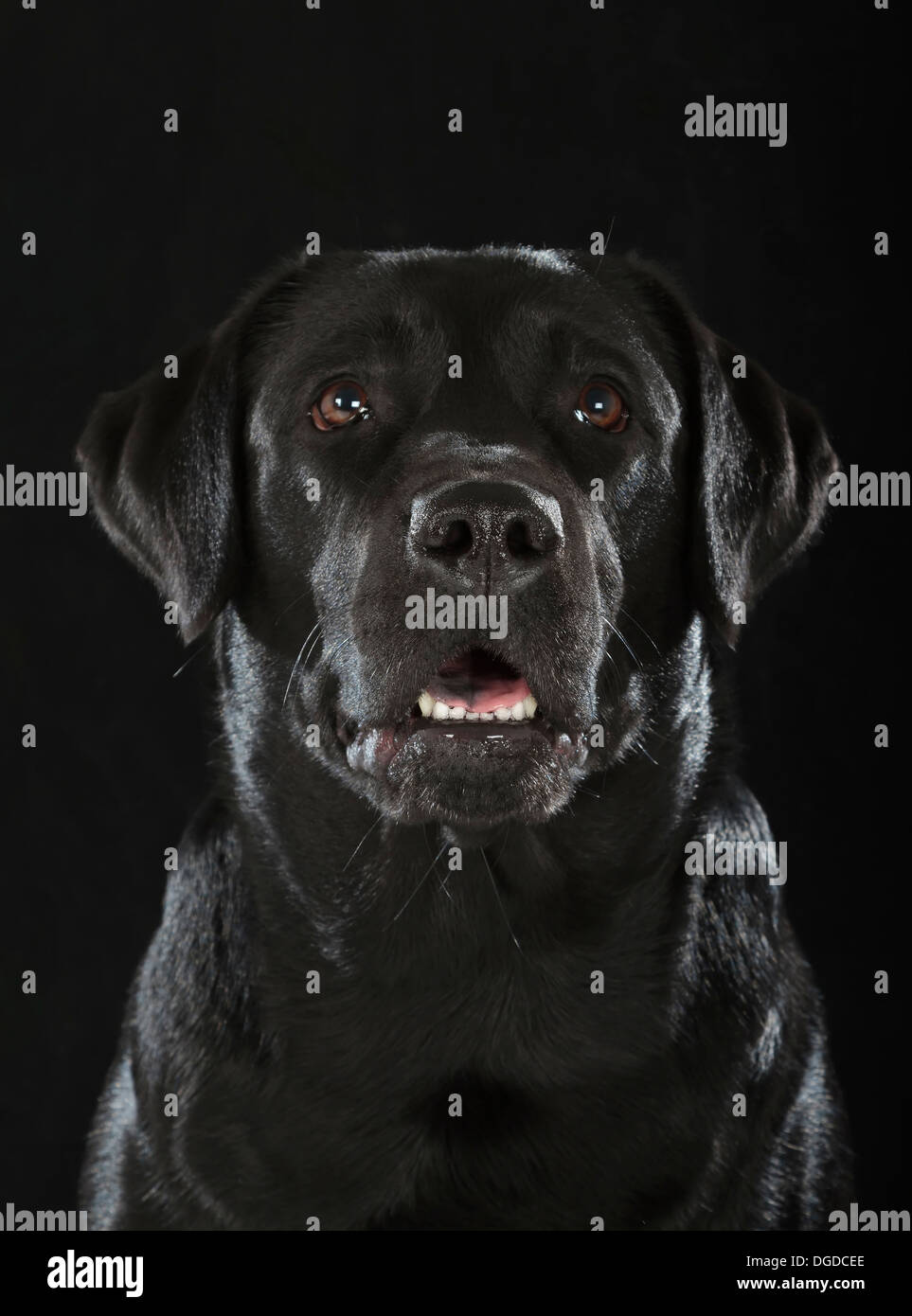 black labrador retriever dog on black background Stock Photo - Alamy