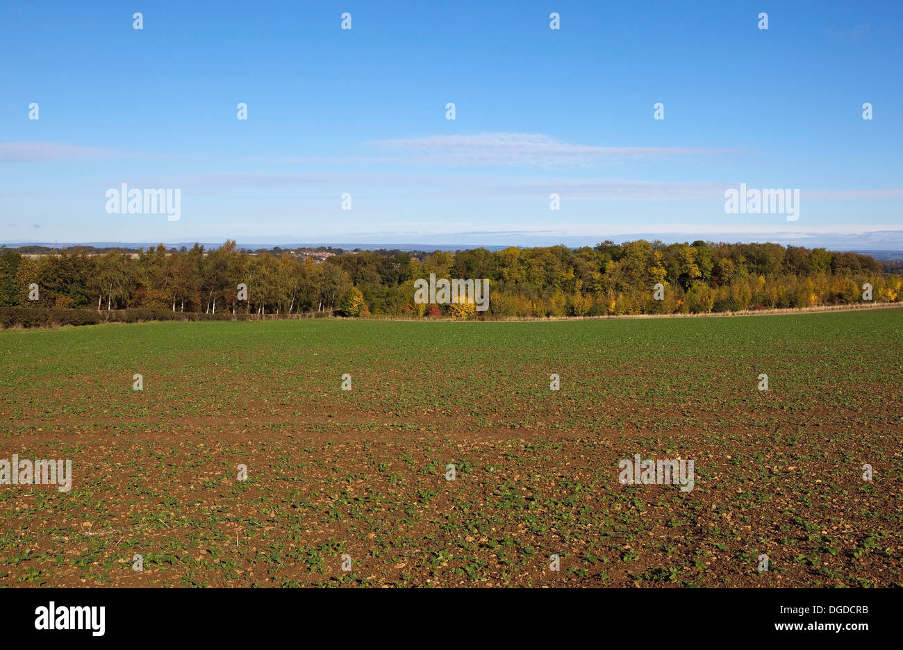 Yorkshire wolds landscape with colorful Autumn trees viewed across a ...