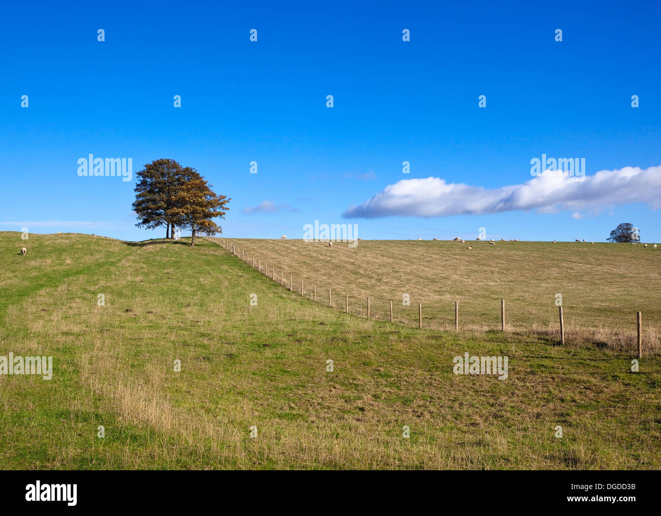 Farmland trees and grasslands hi-res stock photography and images - Alamy