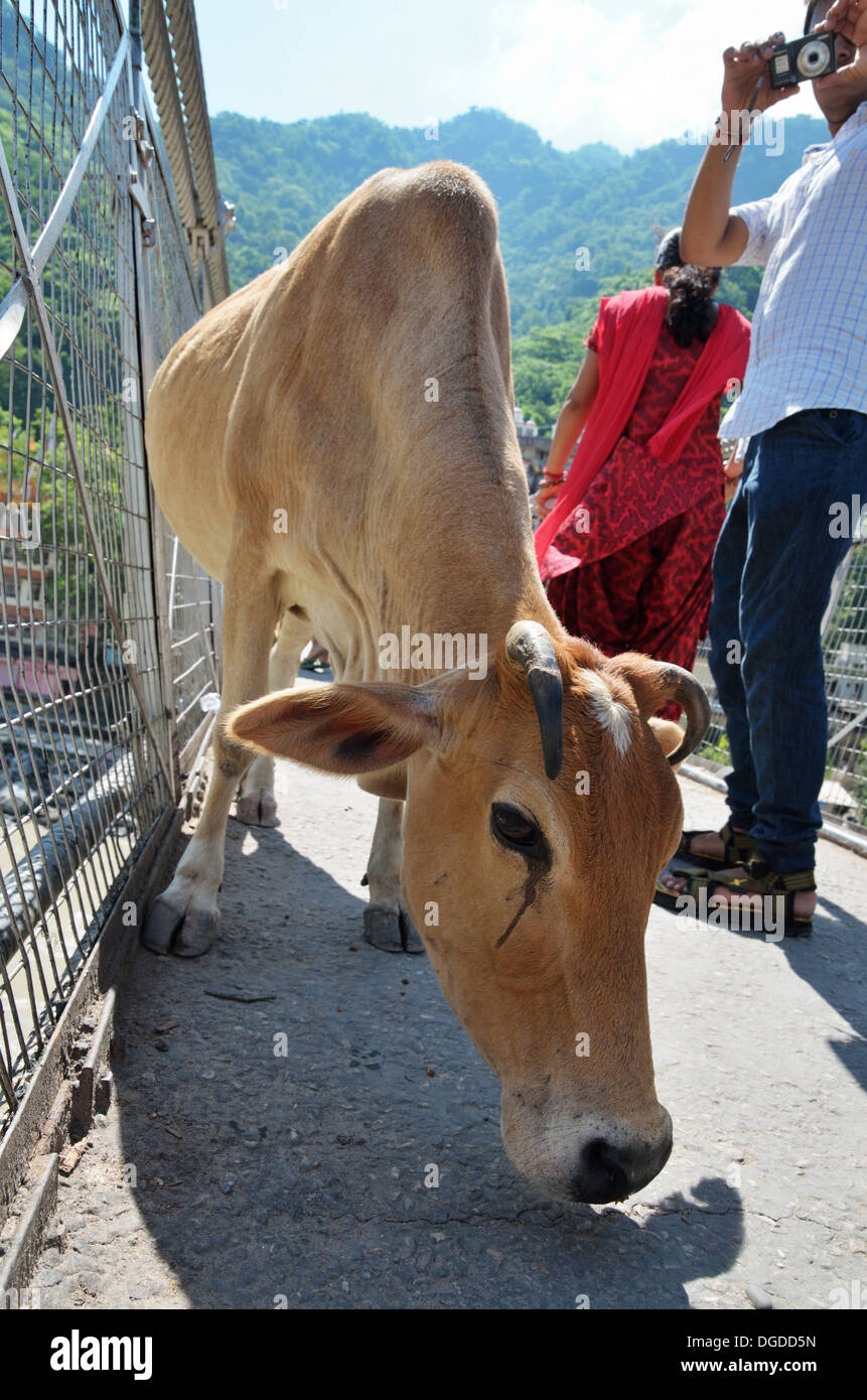Cow bridge hi-res stock photography and images - Alamy
