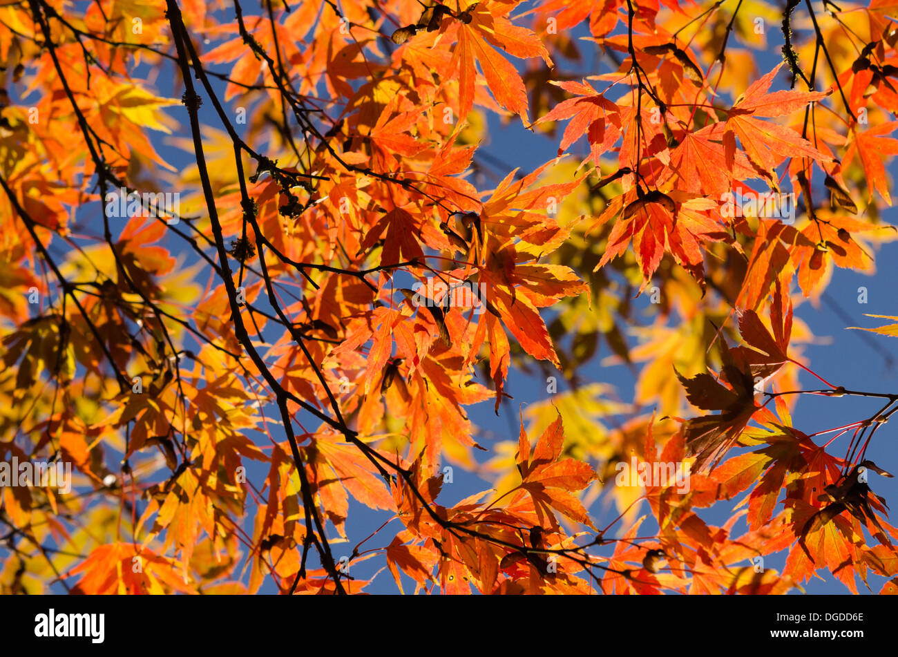 Maple leaf from underneath Stock Photo - Alamy