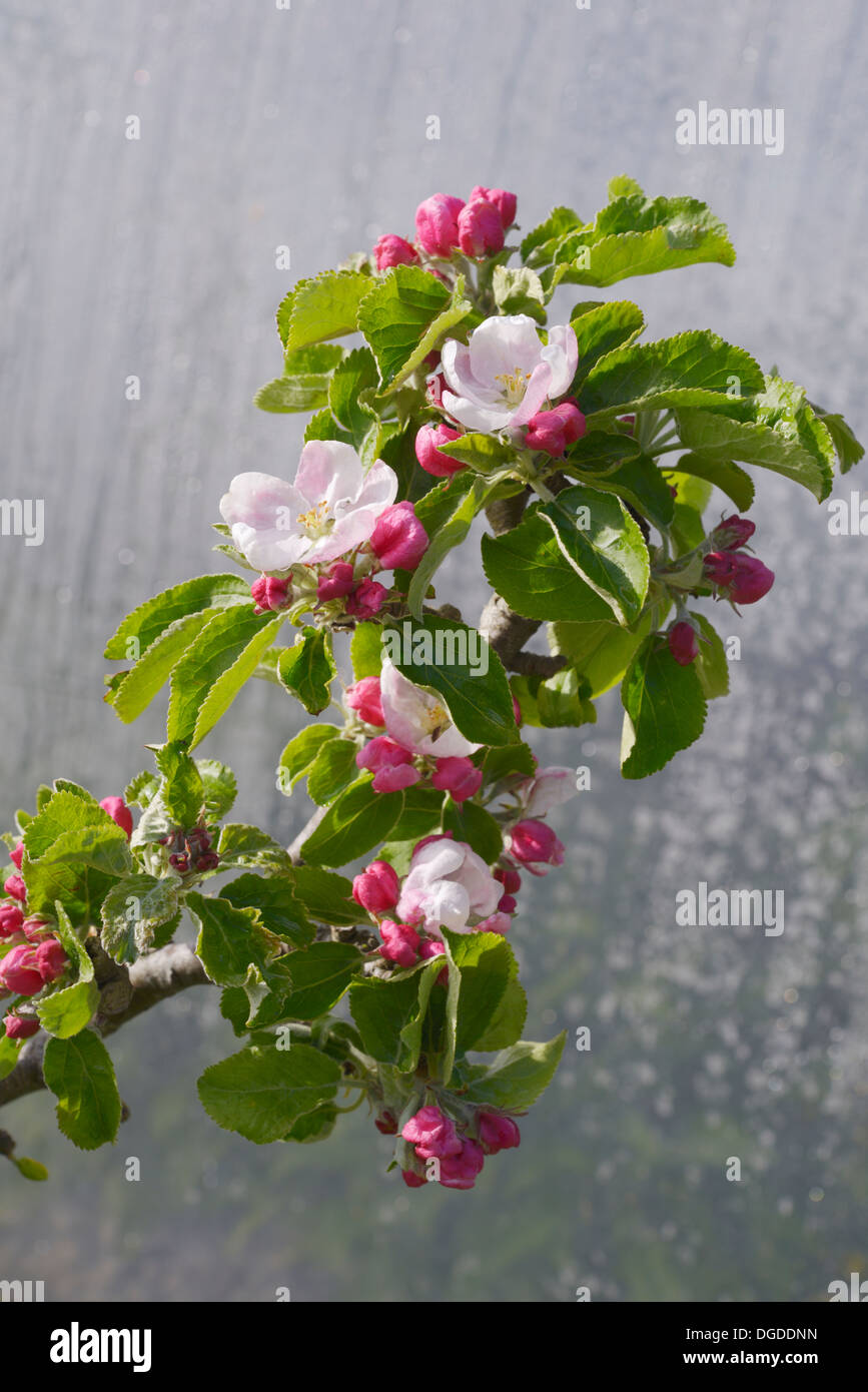 Apple tree "Lord Derby" blossom in Spring, Wales, UK Stock Photo - Alamy
