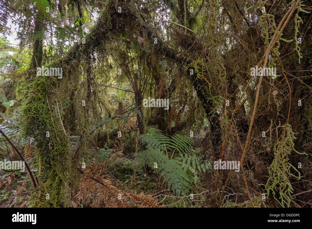 Native forest, New Zealand Stock Photo - Alamy