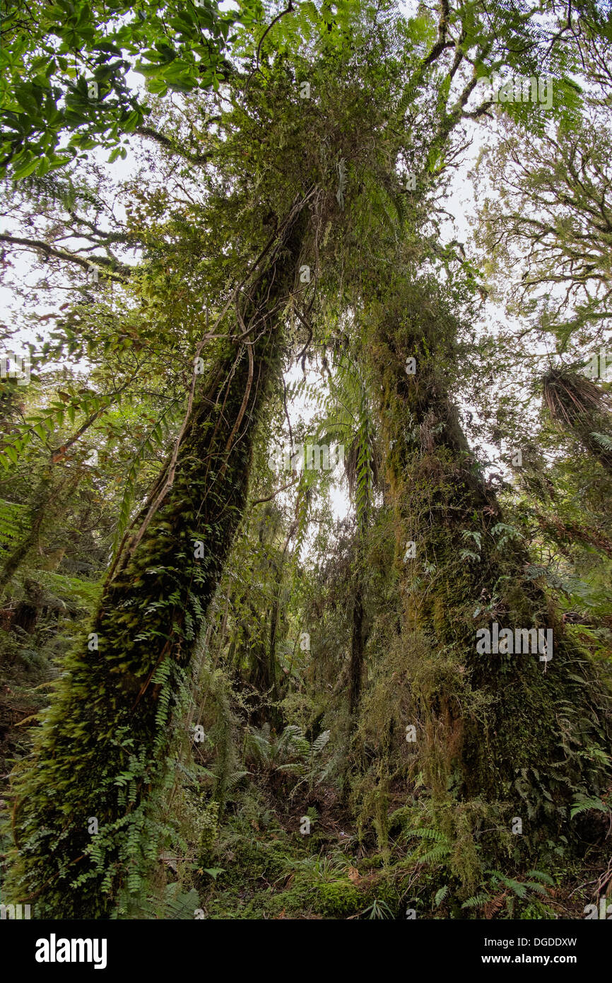 Native forest, New Zealand Stock Photo - Alamy
