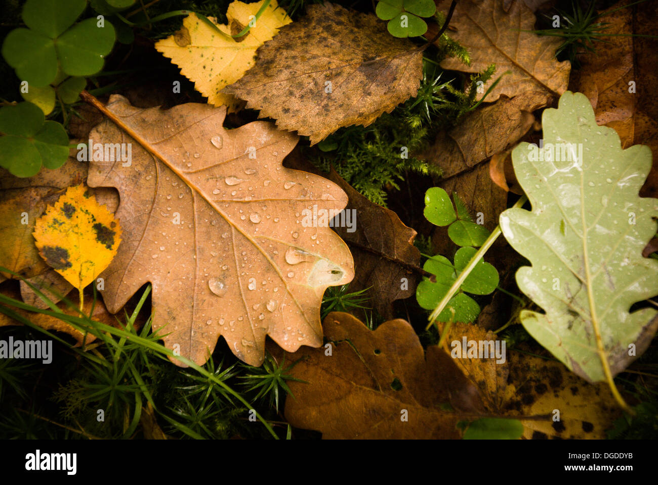 Leaves on the forest floor Stock Photo - Alamy