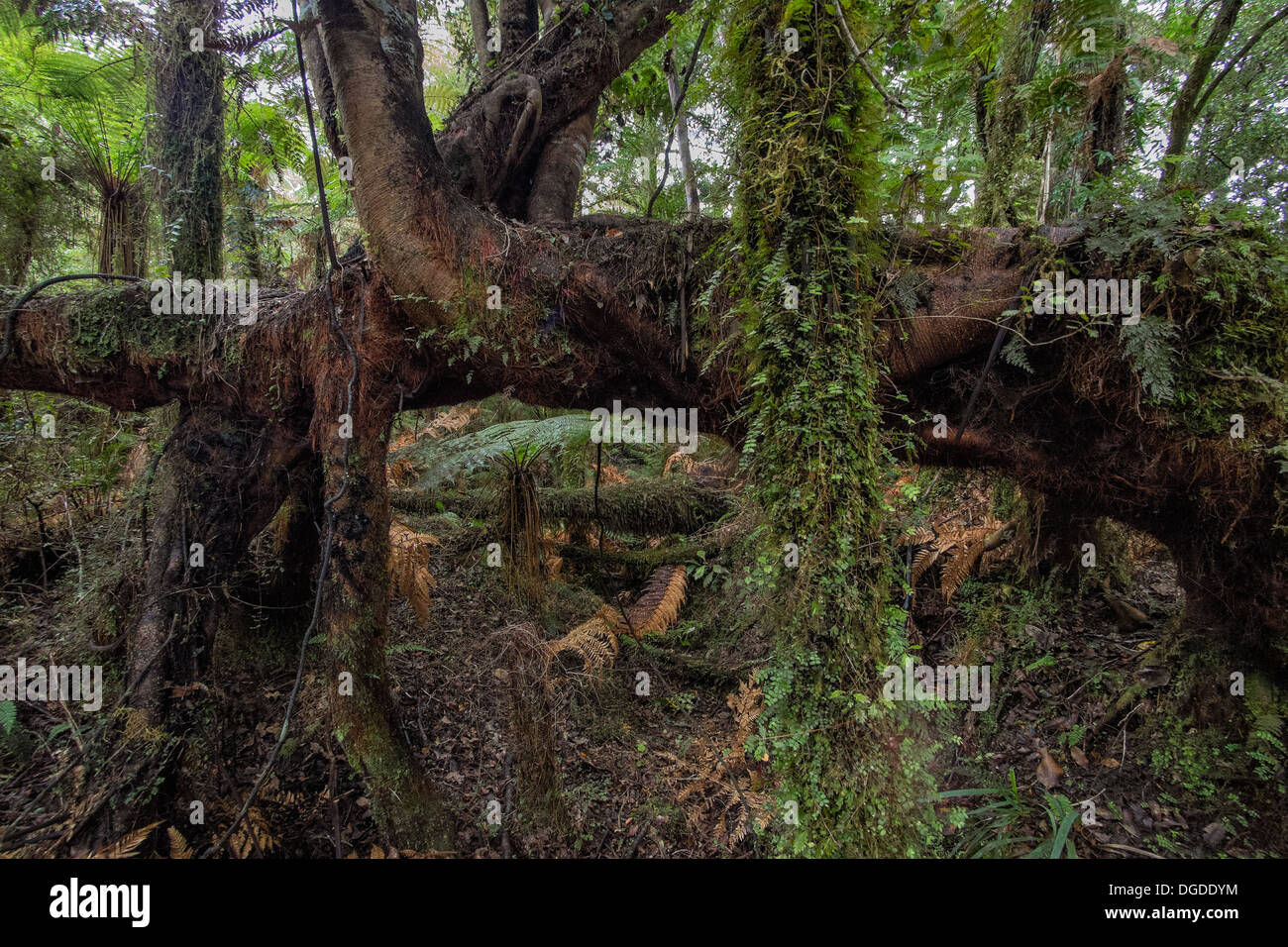 Native forest, New Zealand Stock Photo - Alamy