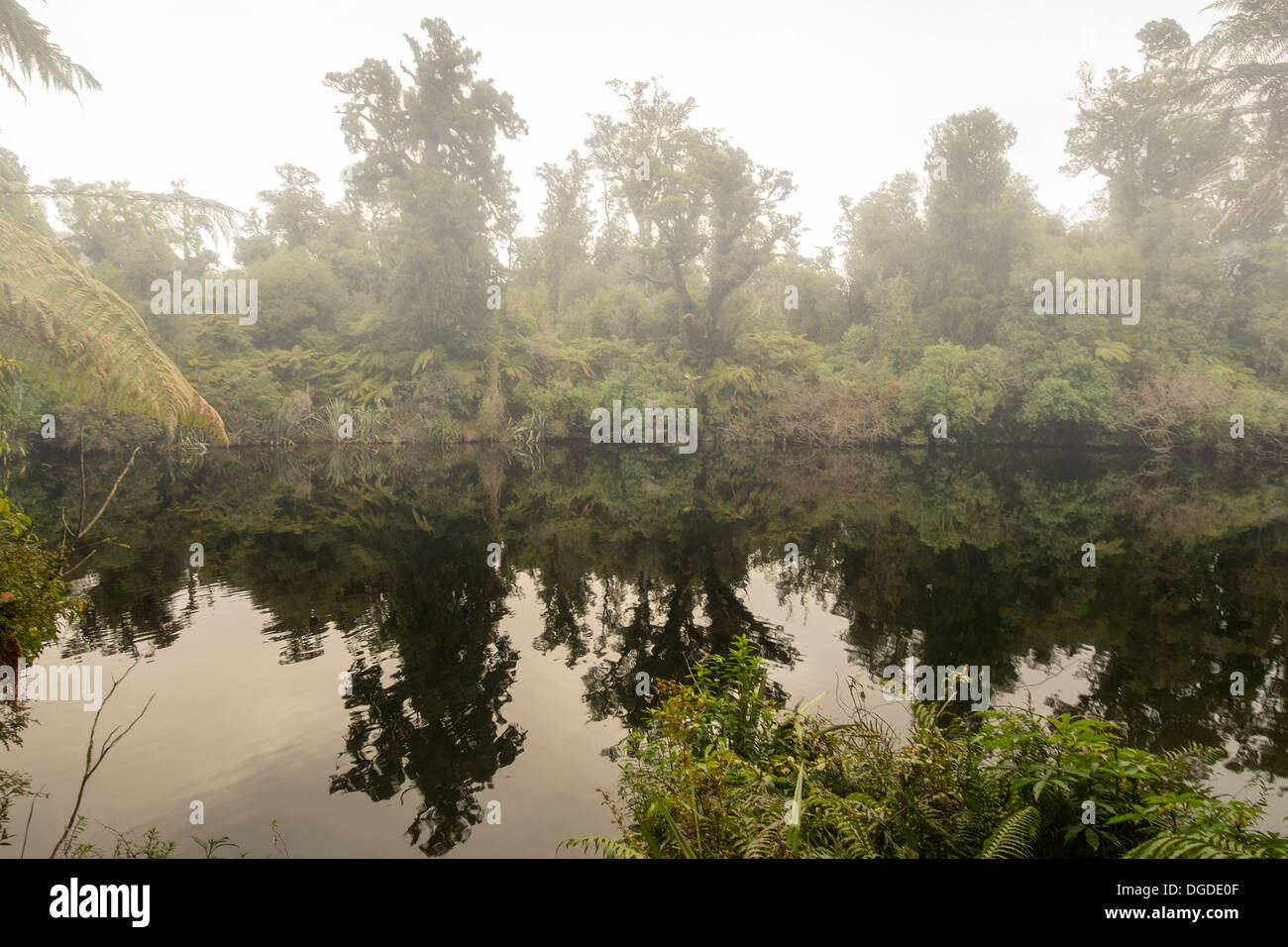 Native forest, New Zealand Stock Photo - Alamy