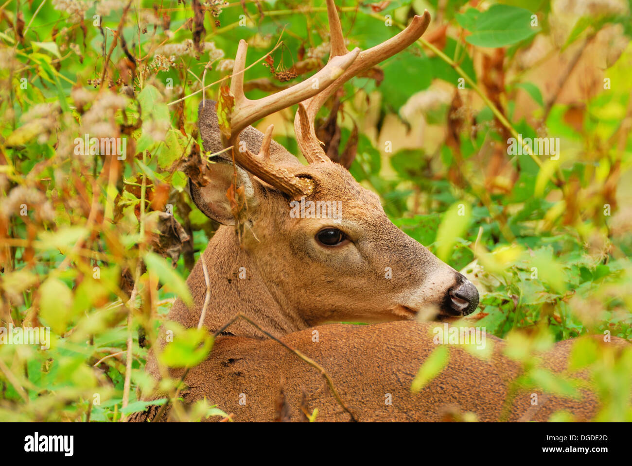 Whitetail Deer Buck bedded down in a thicket Stock Photo - Alamy