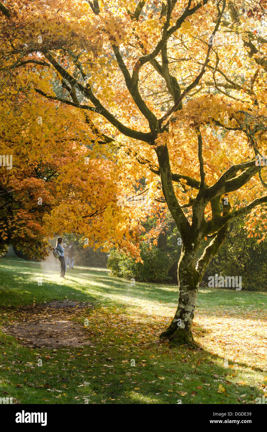 Sun dappled brown leaves hi-res stock photography and images - Alamy