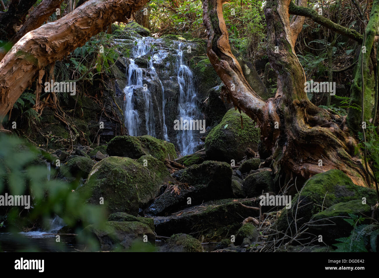 Hinewai Reserve, waterfall Stock Photo - Alamy