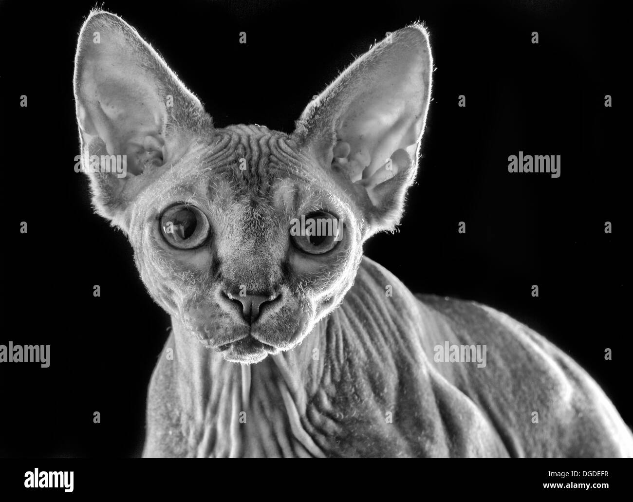 White sphynx cat hi-res stock photography and images - Alamy