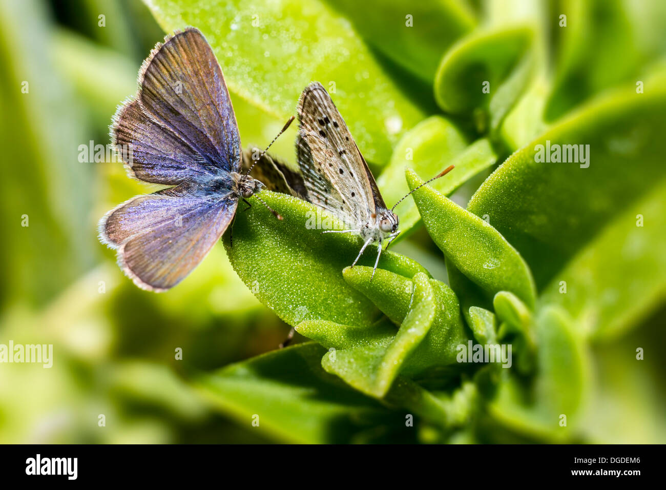 Portrait of a butterfly Stock Photo - Alamy