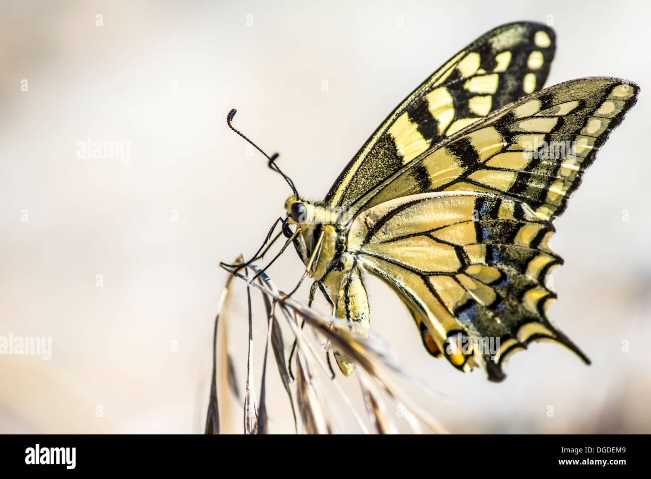 Western Tiger Swallowtail (Papilio rutulus Stock Photo - Alamy