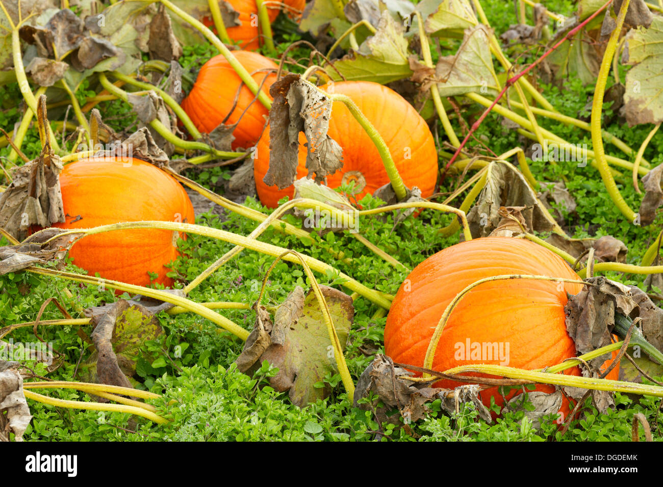 Ripe pumpkins in field ready for picking for Halloween-Martindale Flats ...