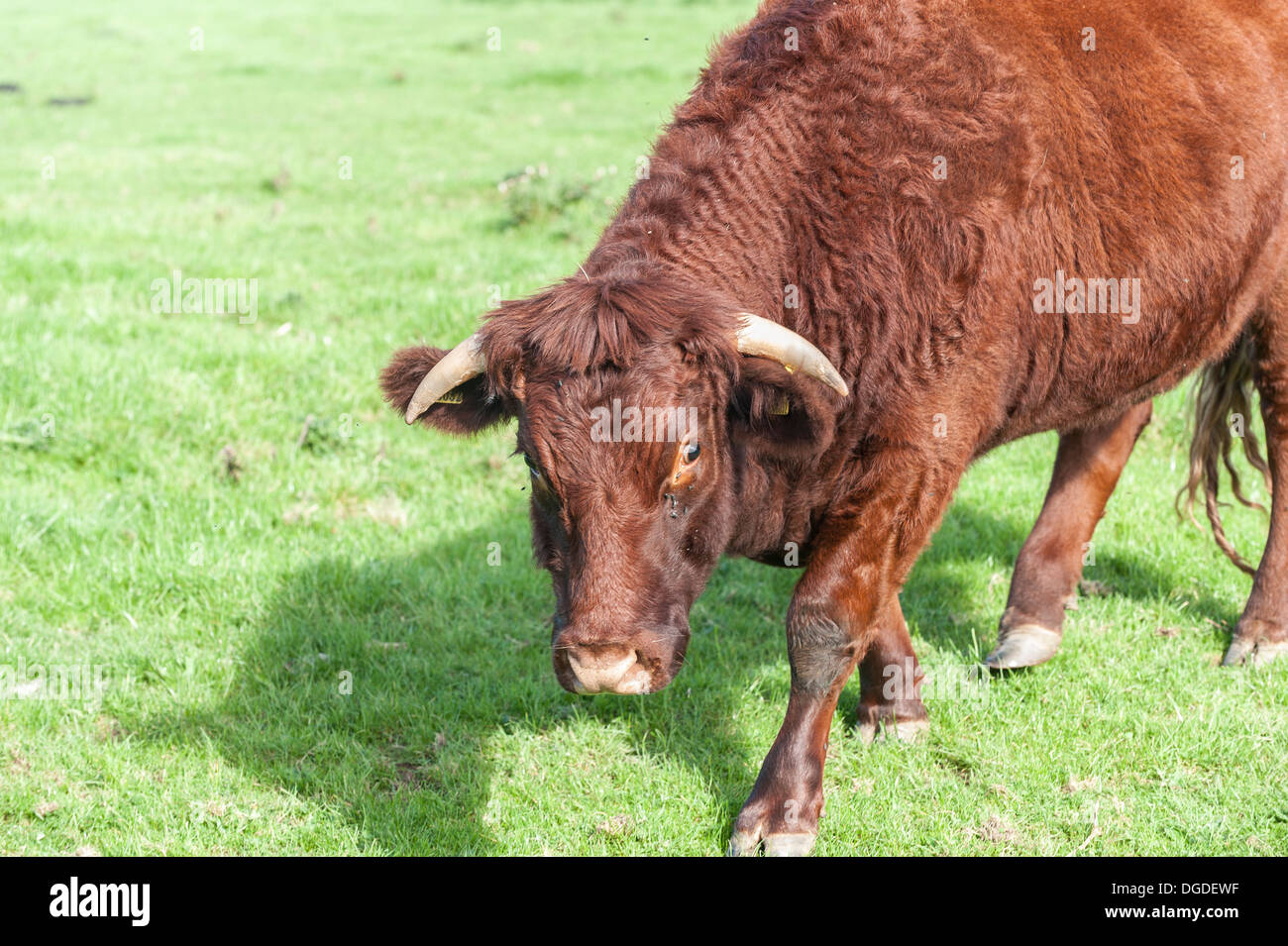Farmed beef hi-res stock photography and images - Alamy