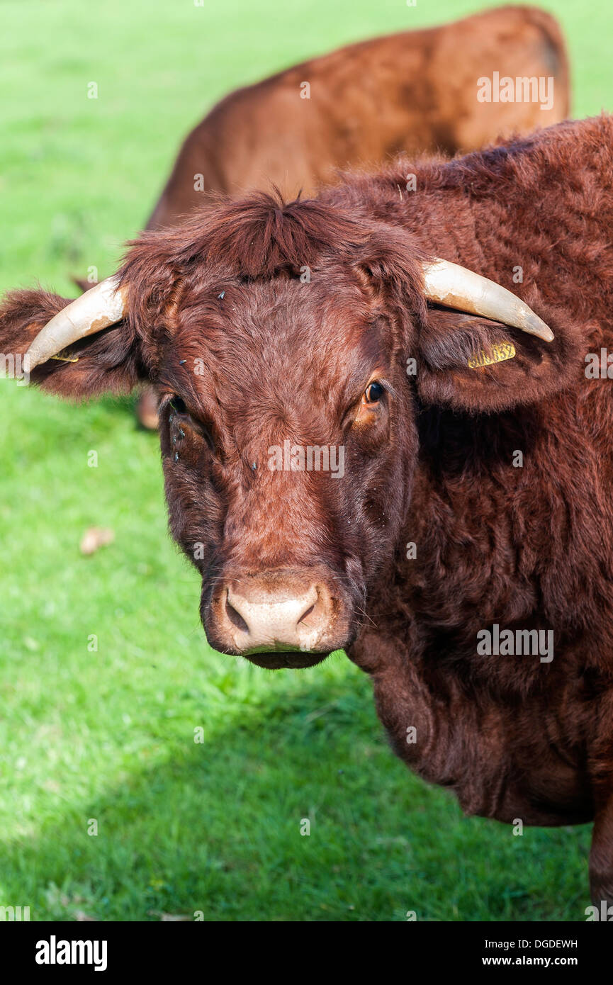Devon breed hi-res stock photography and images - Alamy