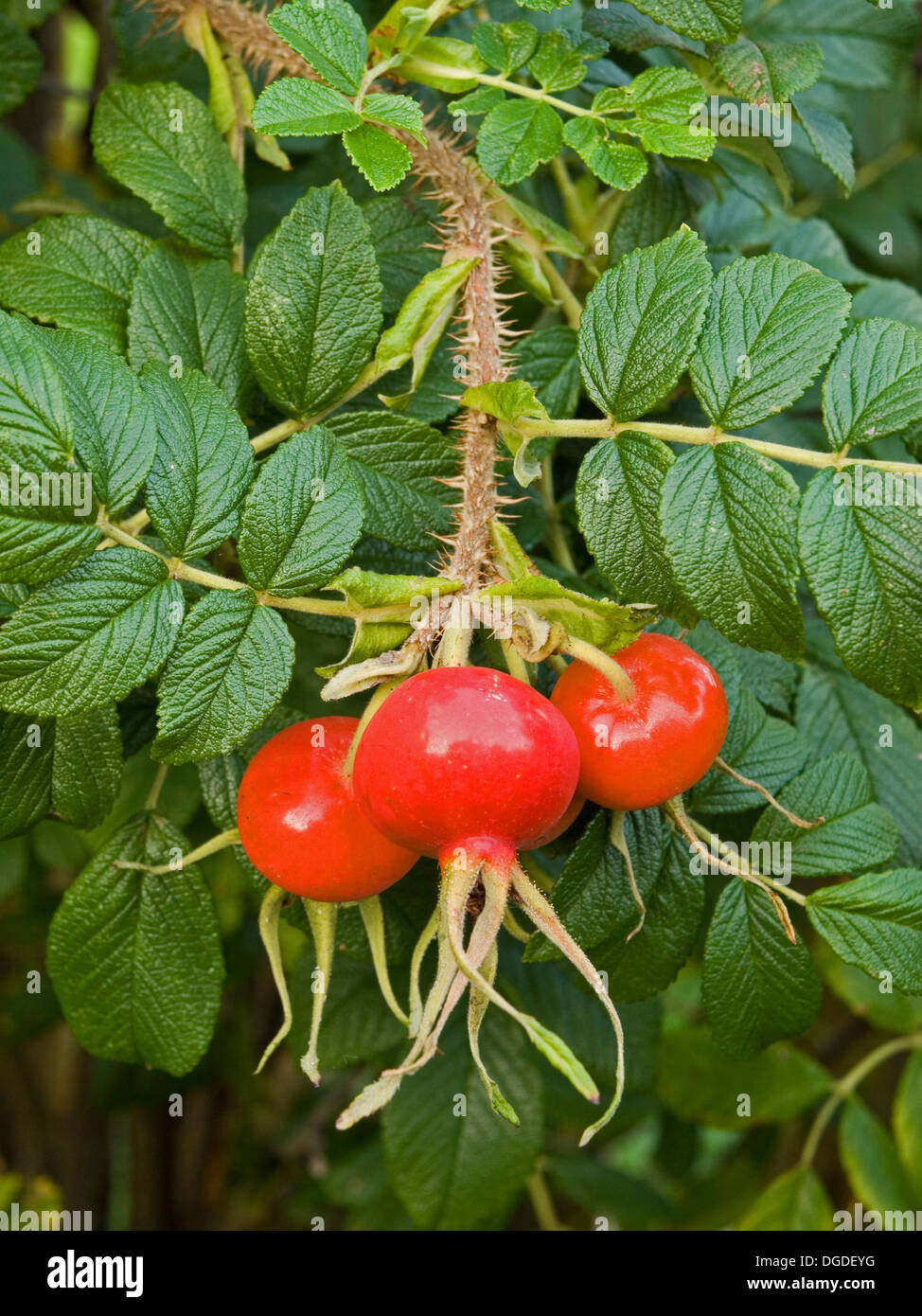 Rosa rugosa hips hi-res stock photography and images - Alamy