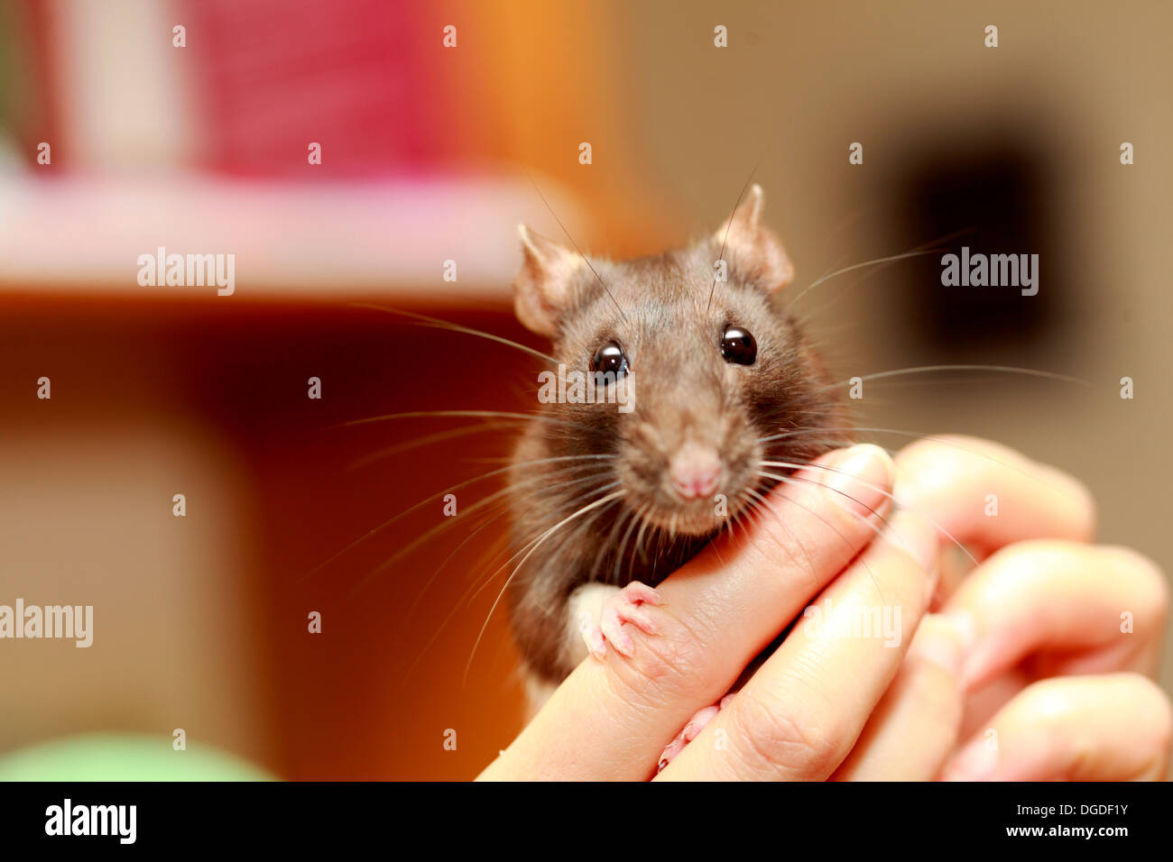 Rat fear hi-res stock photography and images - Alamy