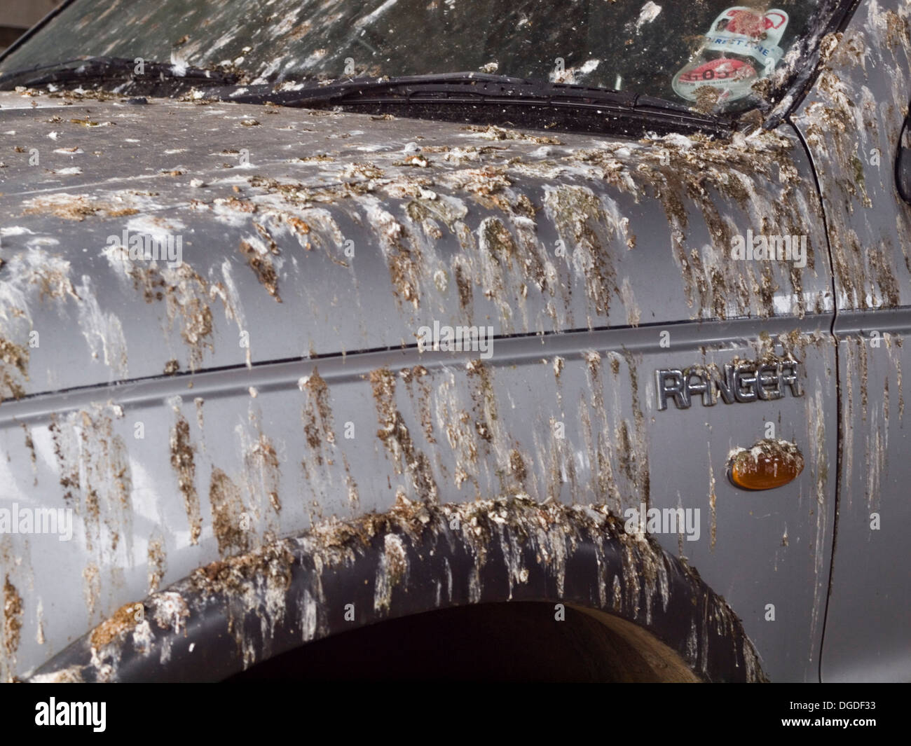 Bird Droppings On Car Stock Photo Alamy Bird Droppings On Car Stock Photo Alamy