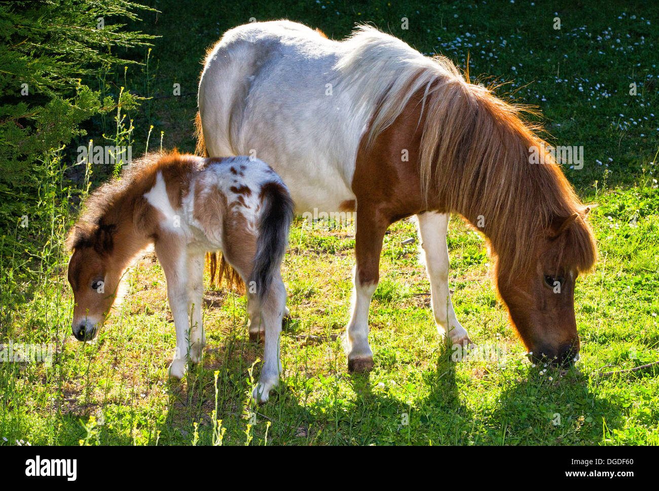 Miniature horse hi-res stock photography and images - Alamy