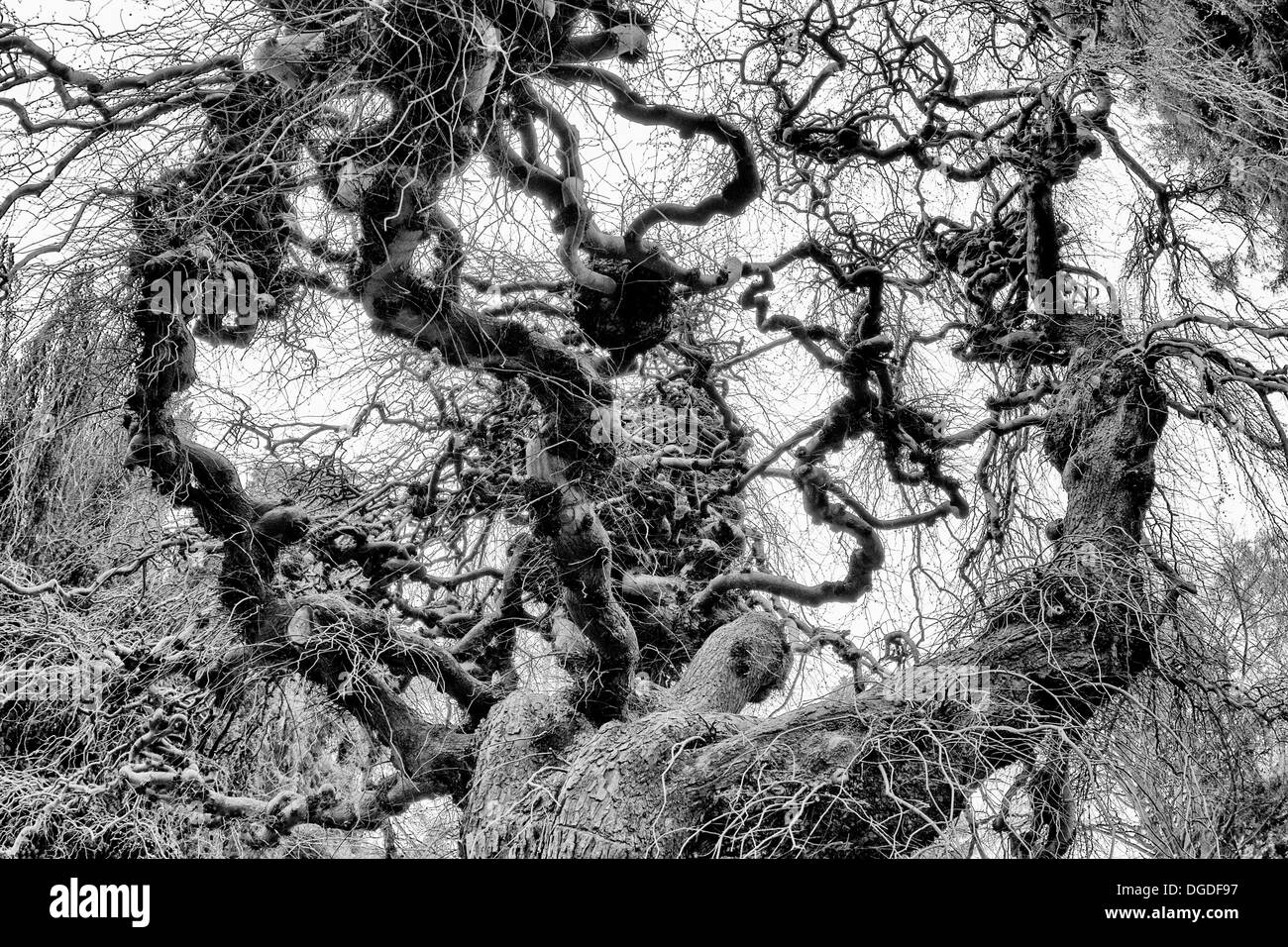 Weird tree shape Black and White Stock Photos & Images - Alamy
