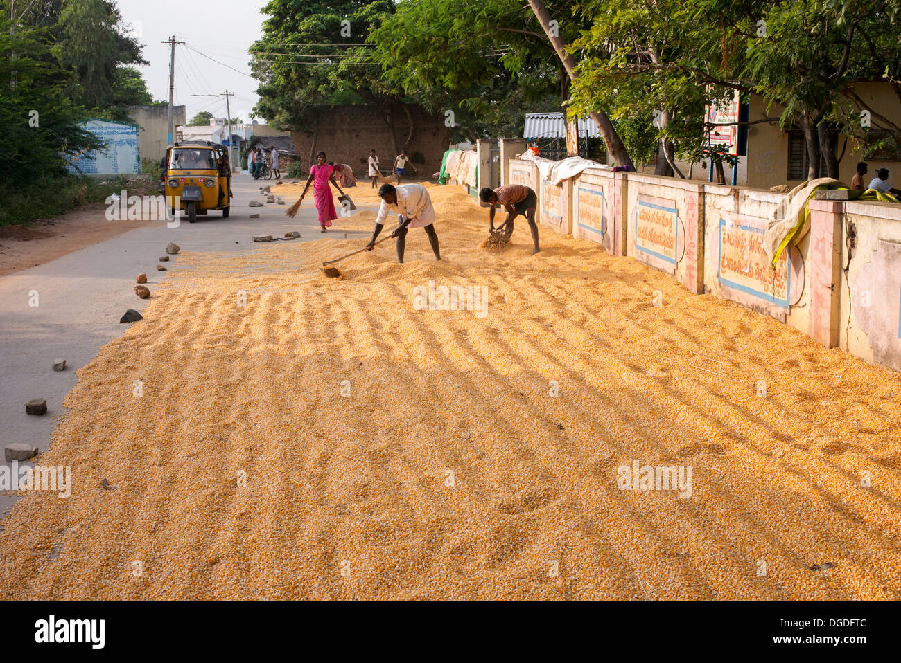 Corn crop drying hi-res stock photography and images - Alamy