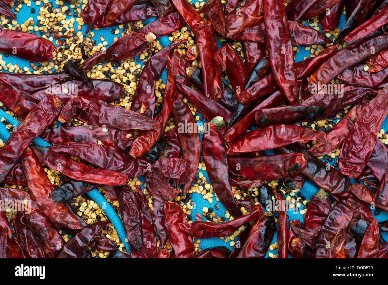 Drying red Chilli pods in India. Food pattern Stock Photo - Alamy