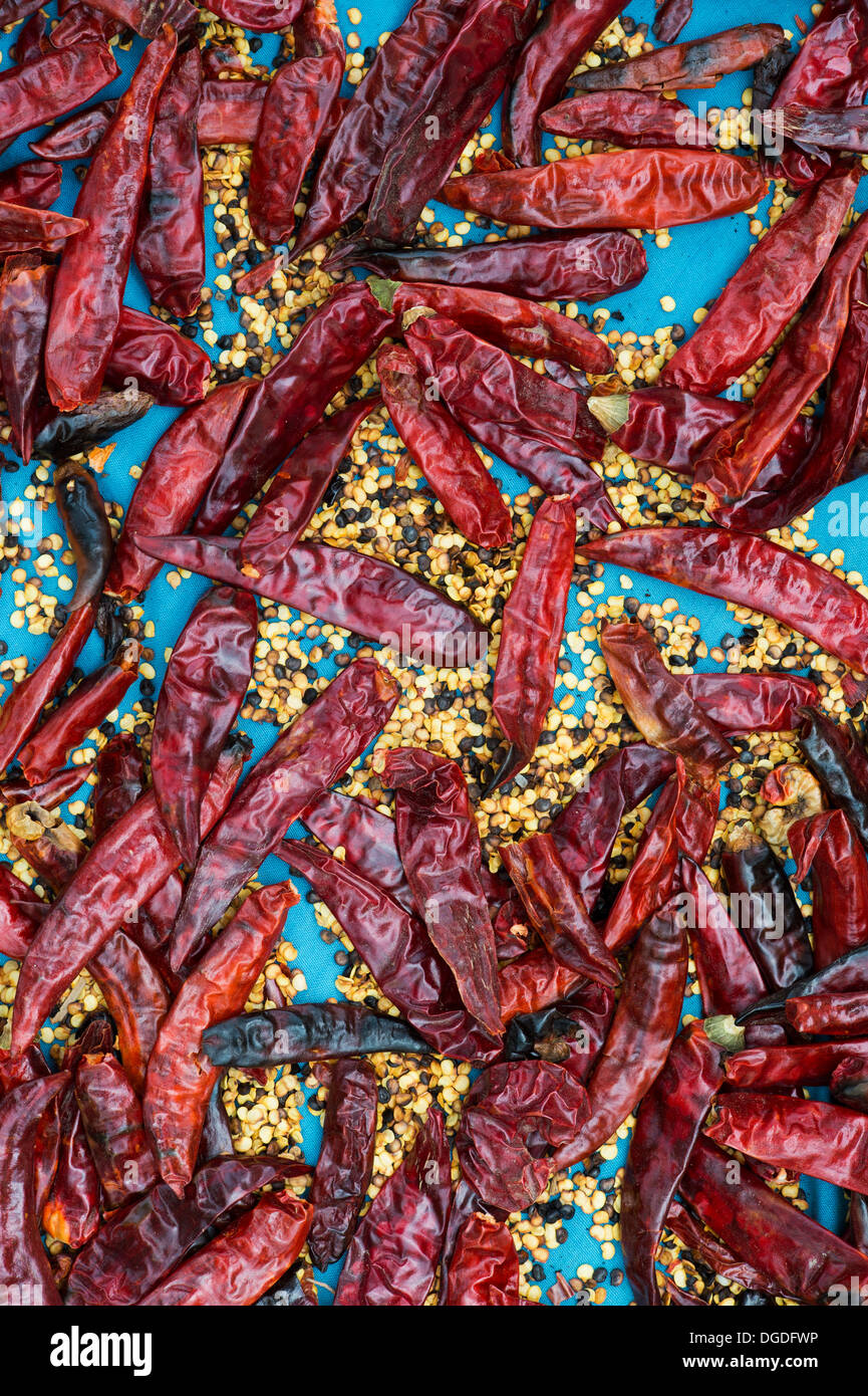 Drying red Chilli pods in India. Food pattern Stock Photo - Alamy
