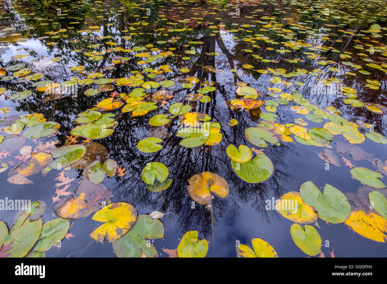 Reflrction of tree hi-res stock photography and images - Alamy