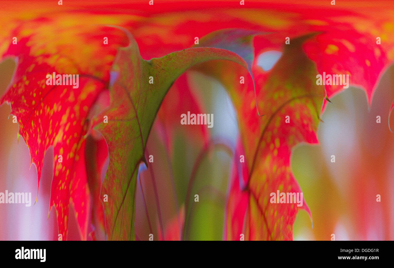 Fall Maple Leaves (digital effect Stock Photo - Alamy