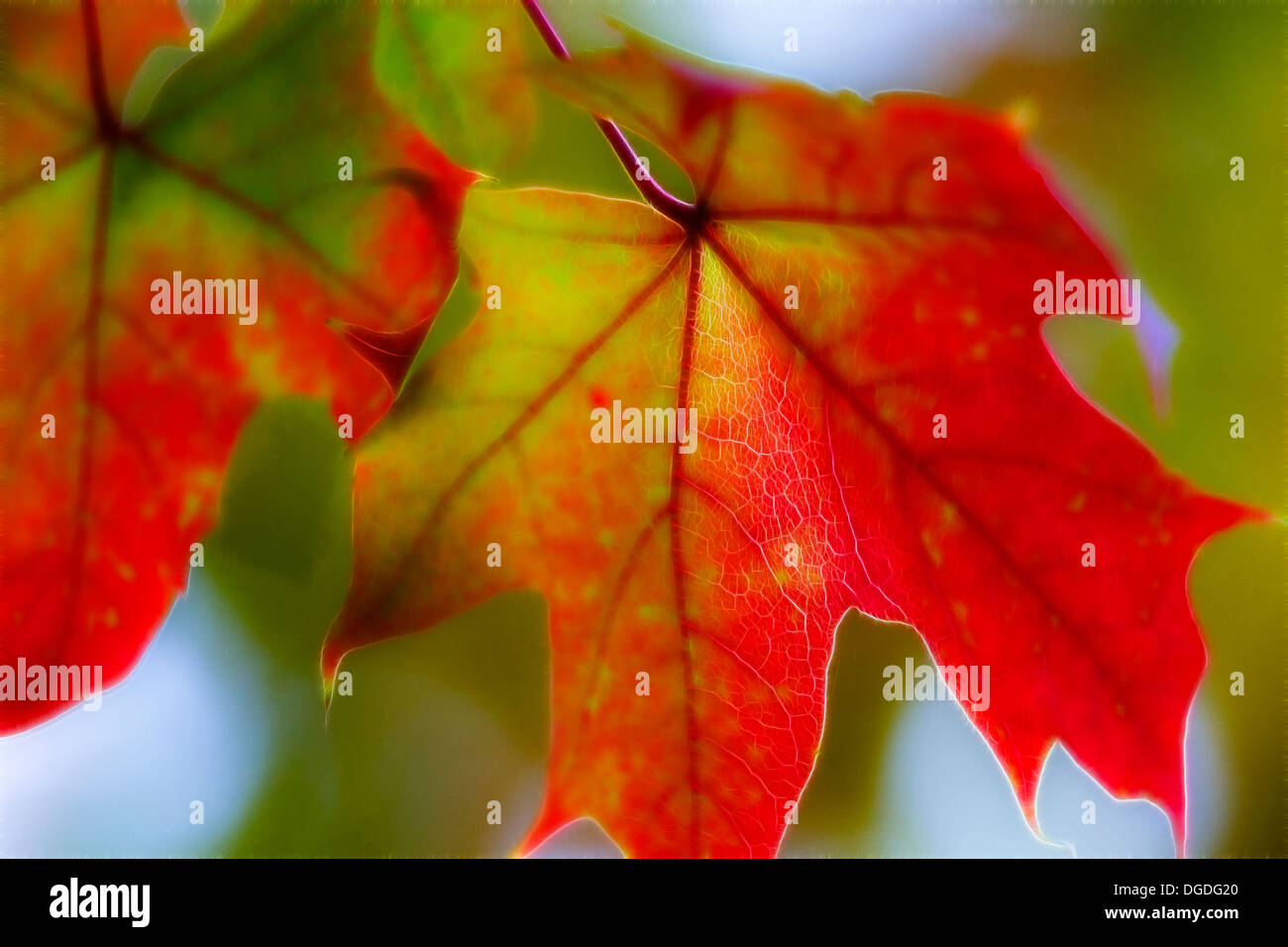Fall Maple Leaves (digital effect Stock Photo - Alamy