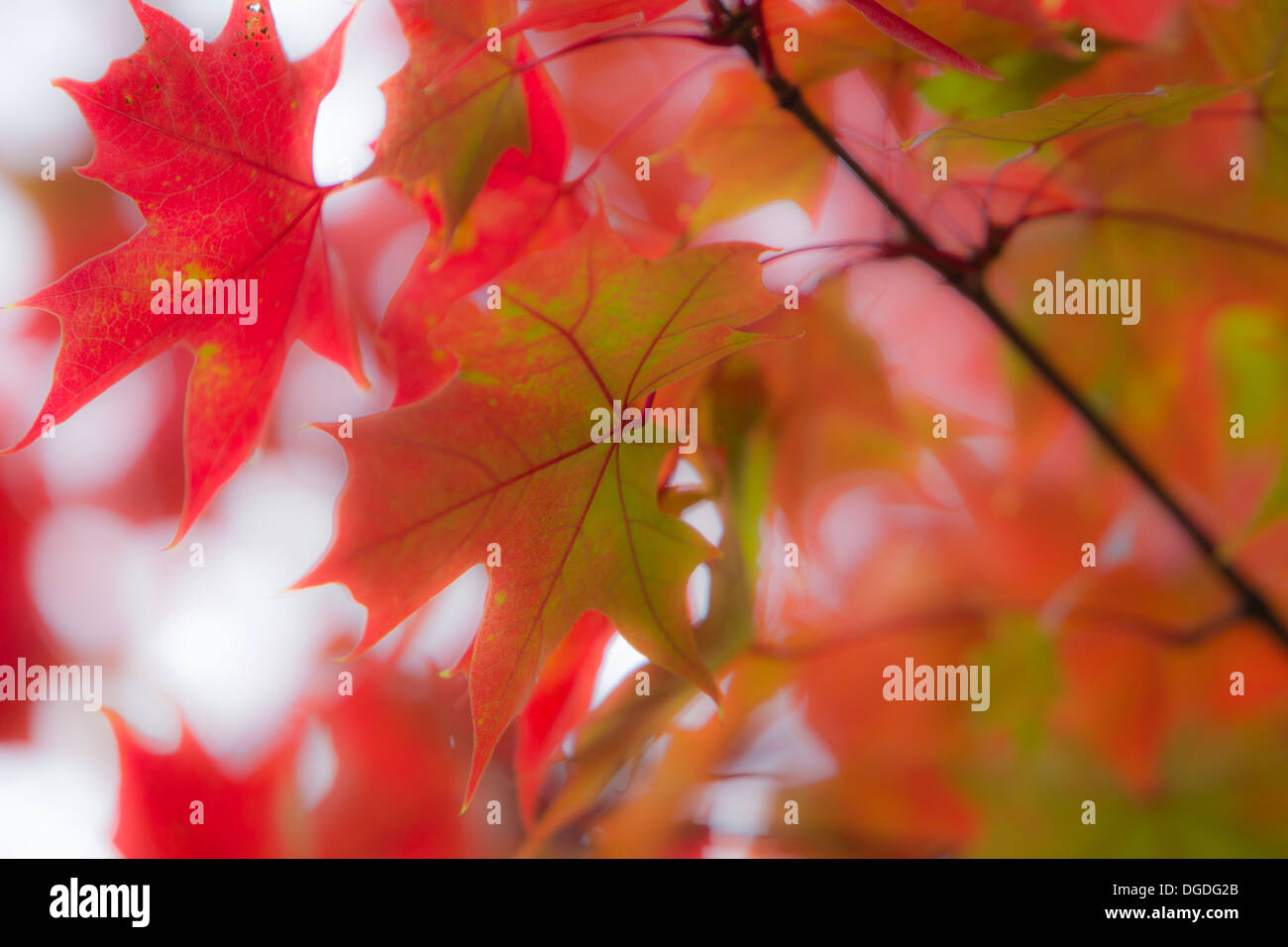 Fall Maple Leaves Stock Photo - Alamy