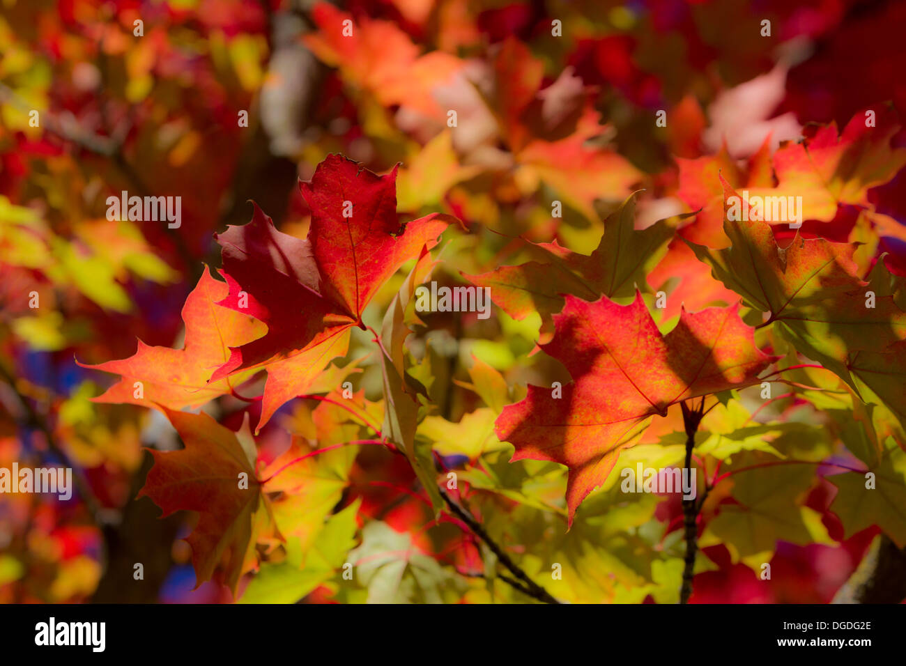 Fall Maple Leaves Stock Photo - Alamy
