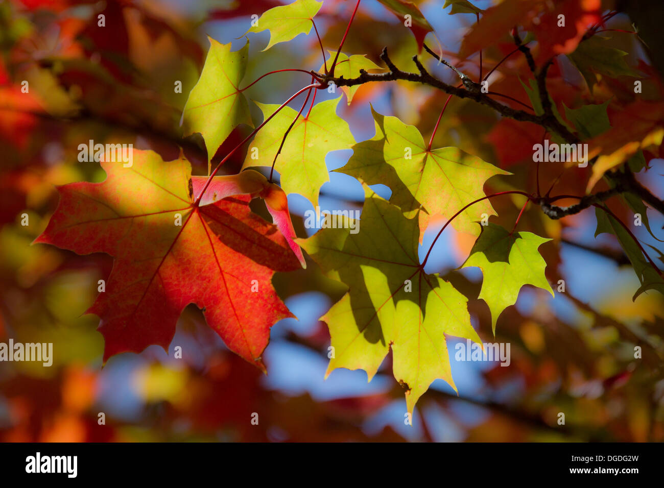 Fall Maple Leaves Stock Photo - Alamy