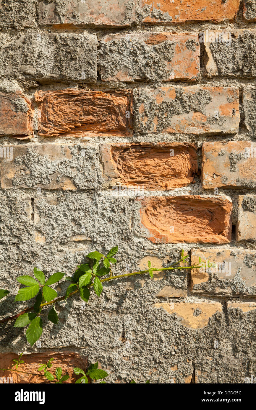 Brick wall with moss growing Stock Photo - Alamy
