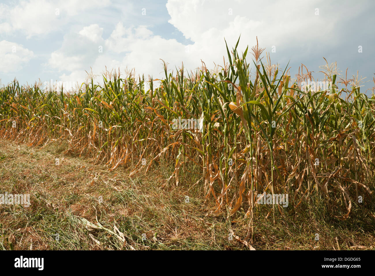 Destroyed by farming hi-res stock photography and images - Alamy