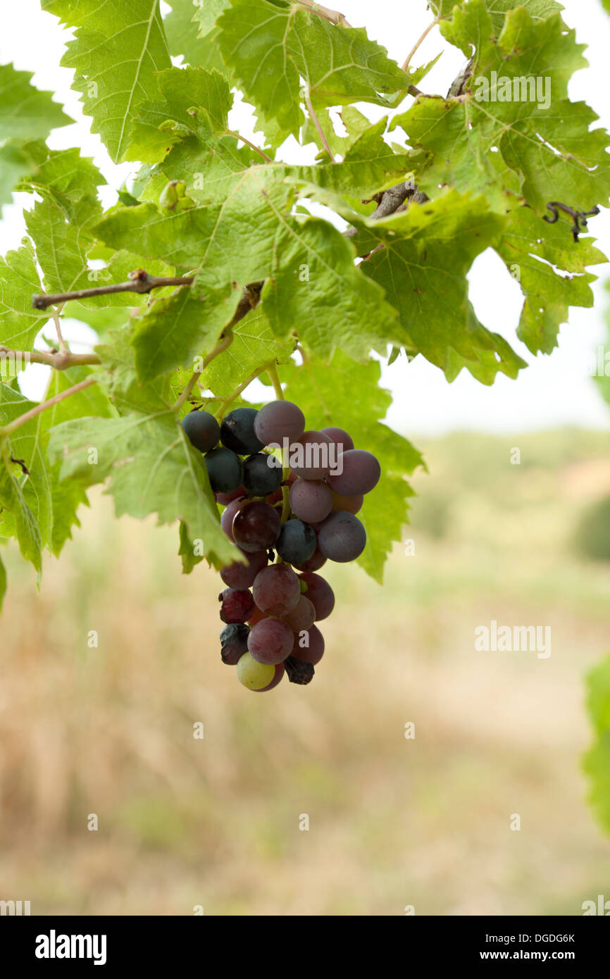 Small bunch of red wine grapes hang from a vine Stock Photo - Alamy
