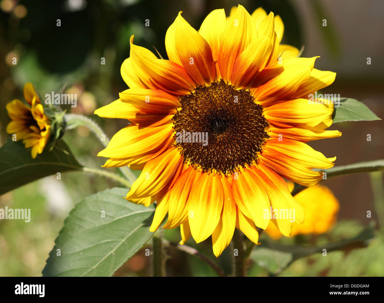 Sunflower Seeds Soil Stock Photos & Sunflower Seeds Soil Stock Images ...