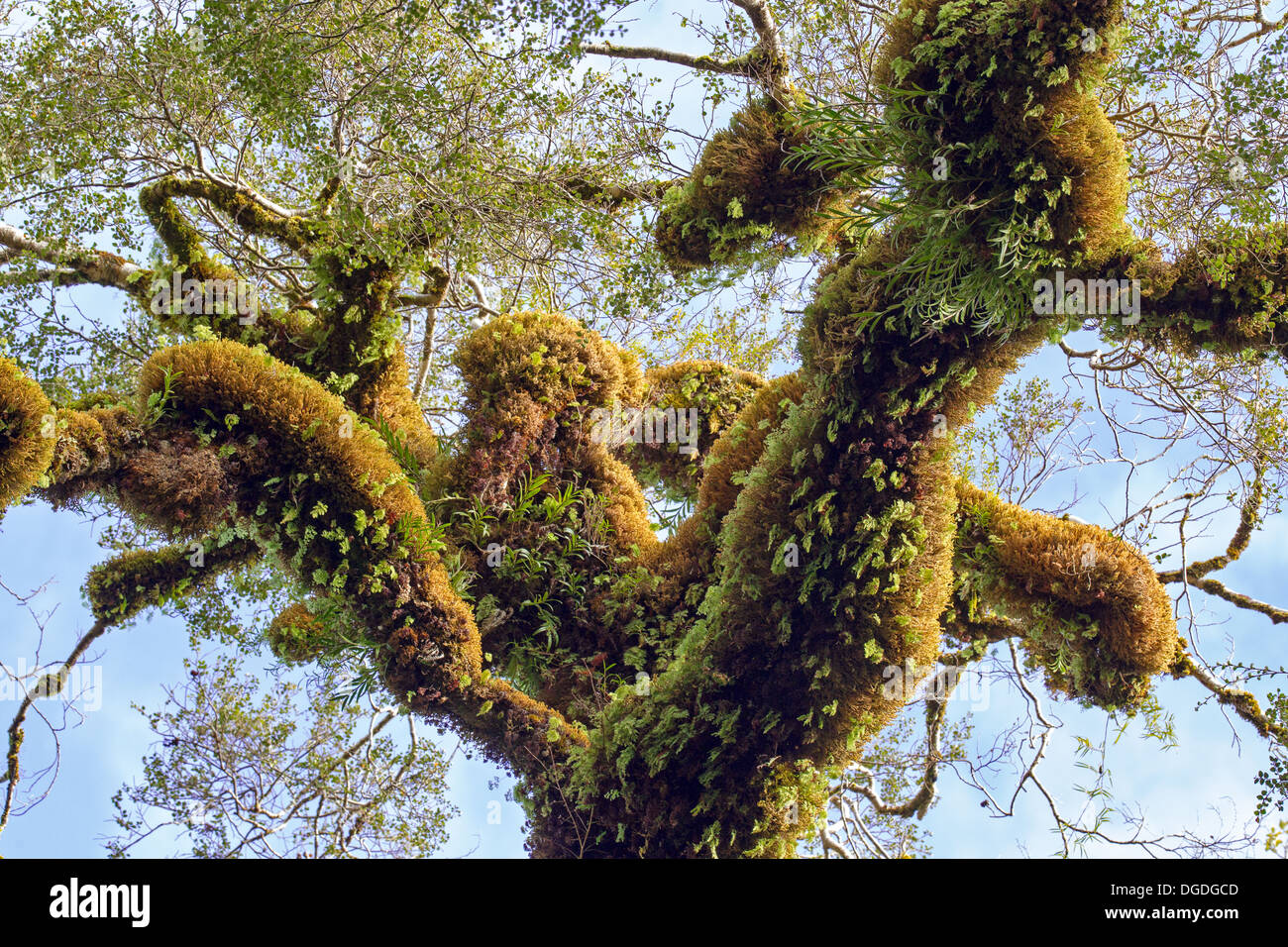 Native forest, New Zealand Stock Photo - Alamy