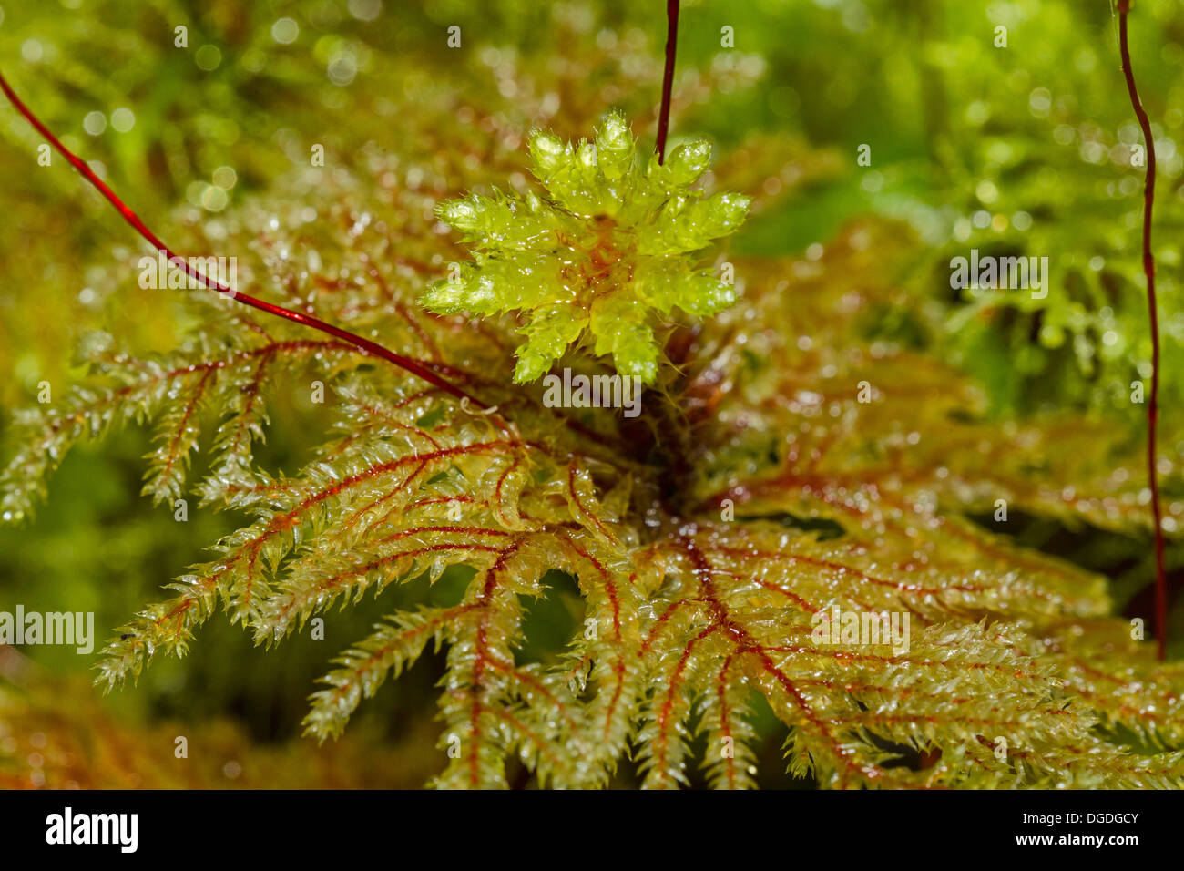 Native forest, New Zealand Stock Photo - Alamy