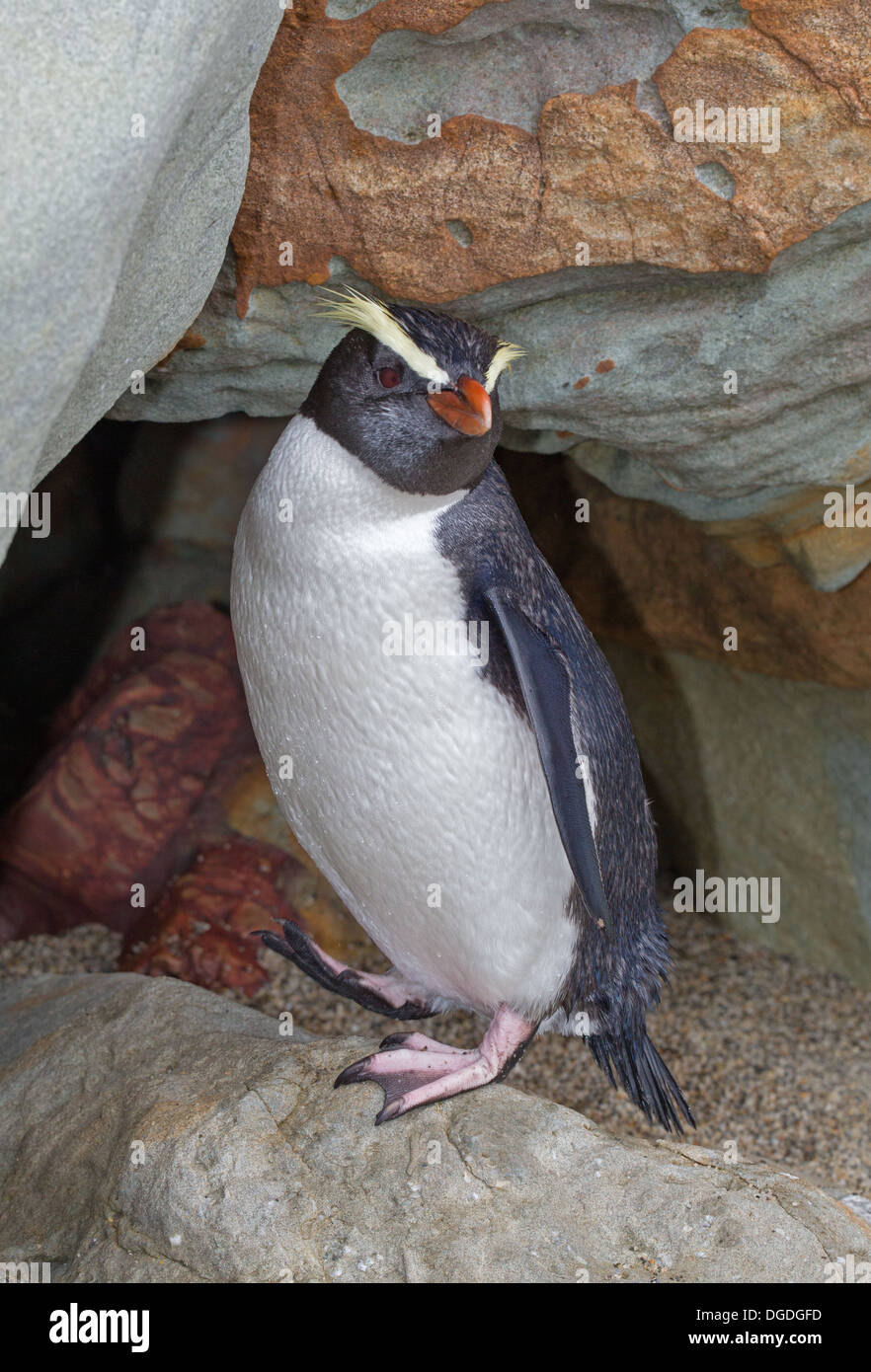 Eudyptes pachyrhynchus hi-res stock photography and images - Alamy