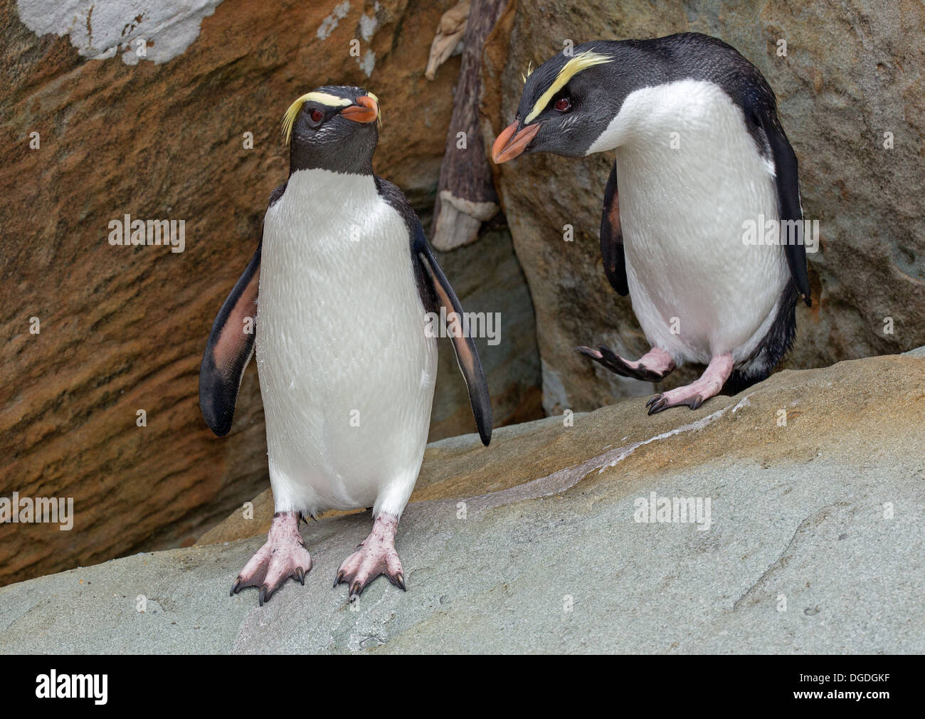 Fiordland crested penguins Eudyptes pachyrhynchus G.R. Gray, 1845 Stock ...
