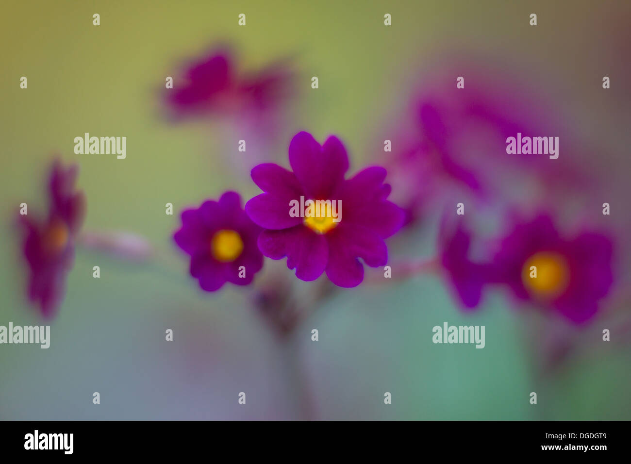 Bokeh bokeh hi-res stock photography and images - Alamy