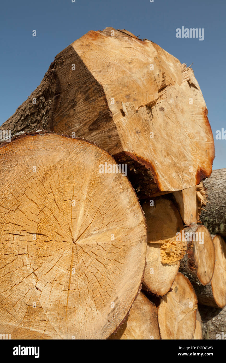 Felled wood hi-res stock photography and images - Alamy