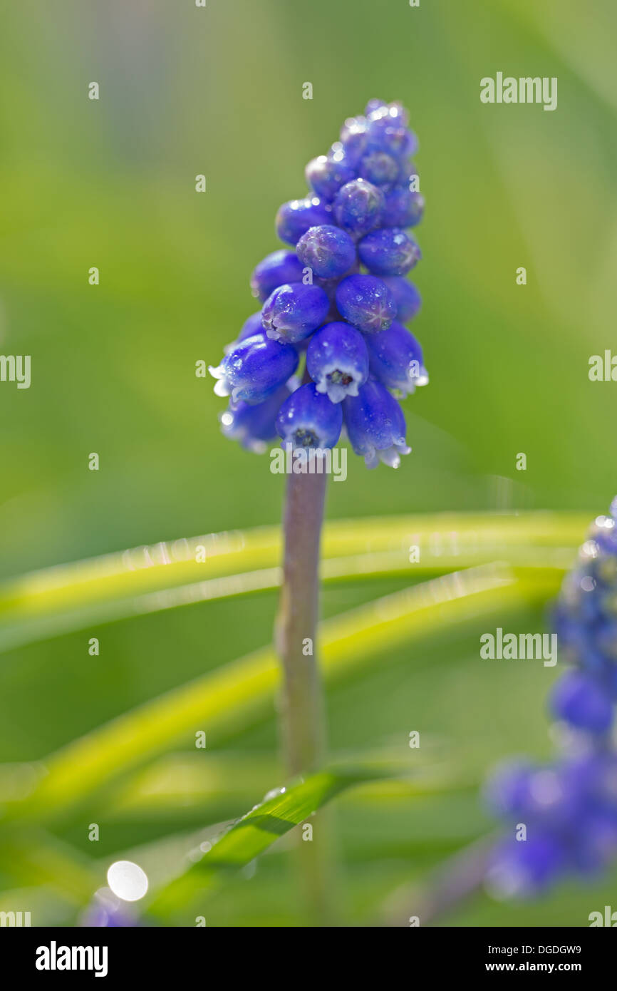 Bokeh bokeh hi-res stock photography and images - Alamy