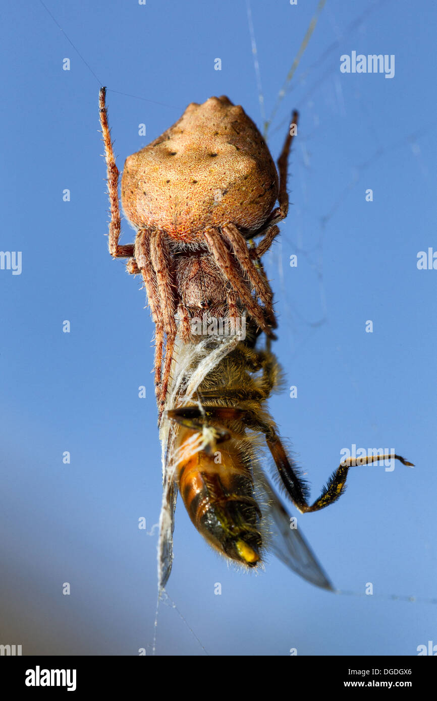 Spider killing a fly Stock Photo - Alamy