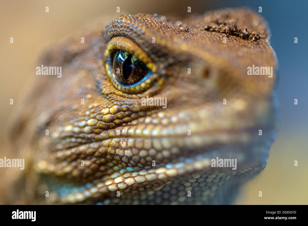 Sphenodon punctatus tuatara hi-res stock photography and images - Alamy