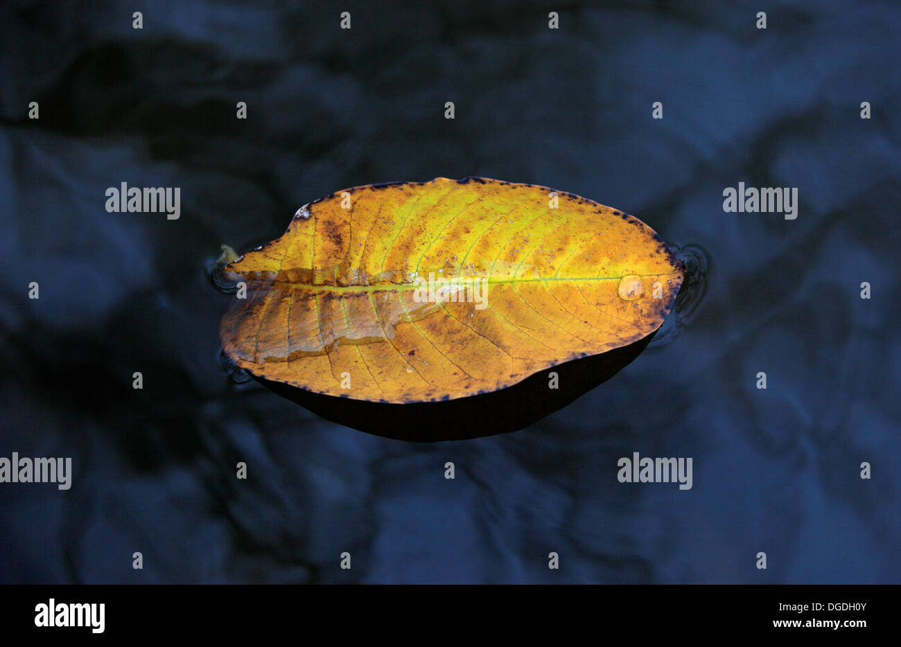 Yellow autumn leaf floating in a pond which reflects a tree the leaf ...
