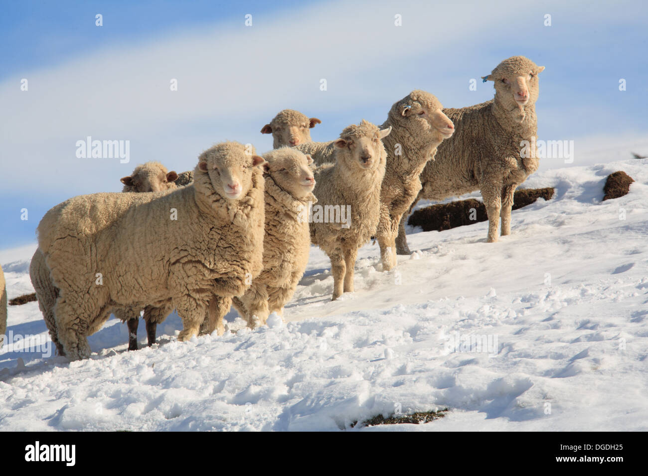 Sheep in the snow Stock Photo - Alamy