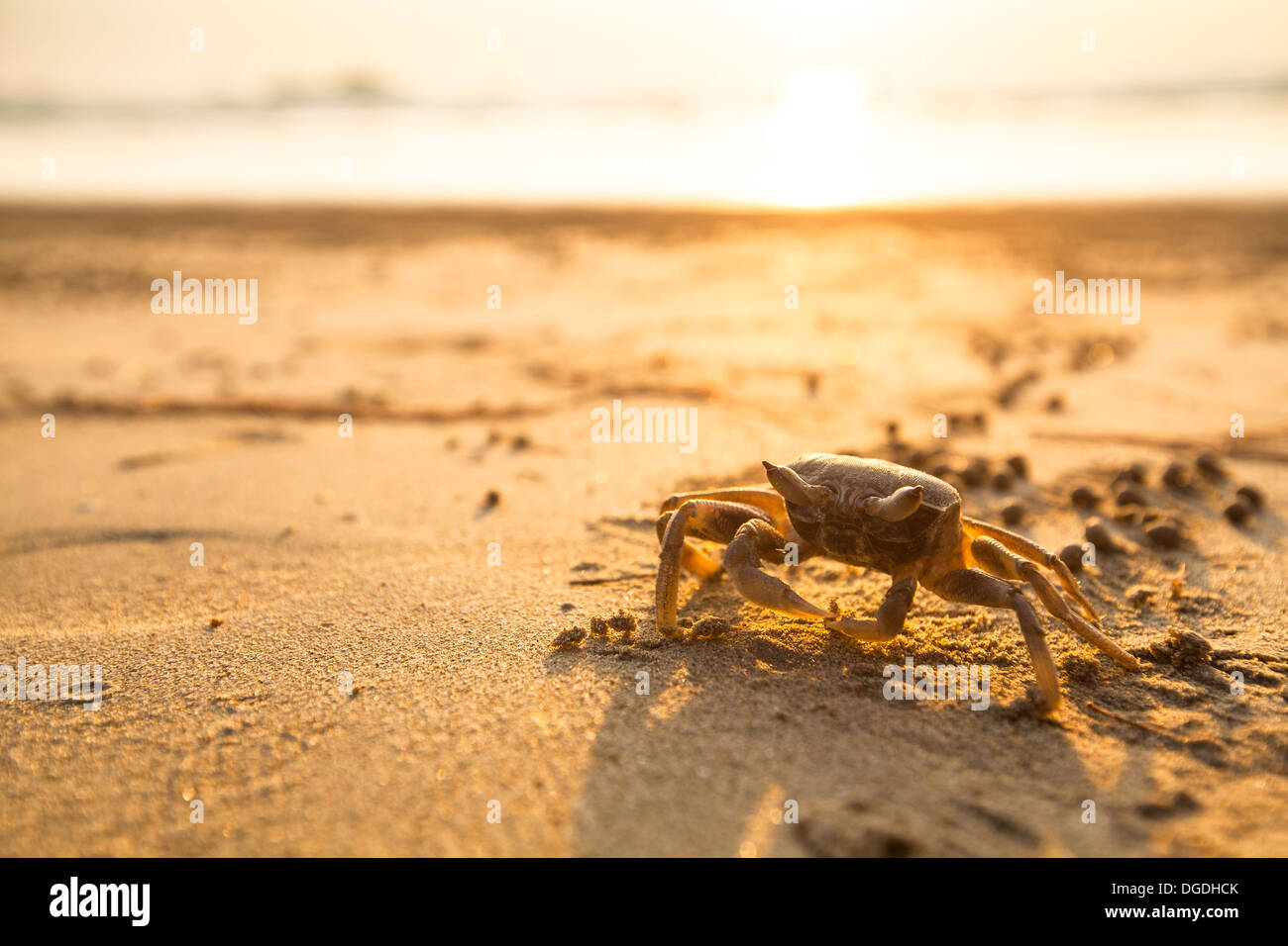 Crab eyestalk hi-res stock photography and images - Alamy